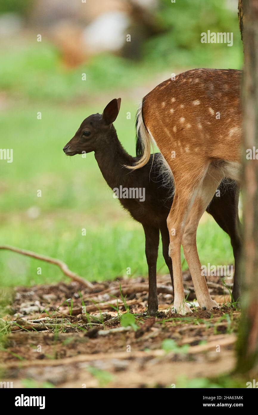 fallow deer (dama dama),calf,forest,standing Stock Photo - Alamy