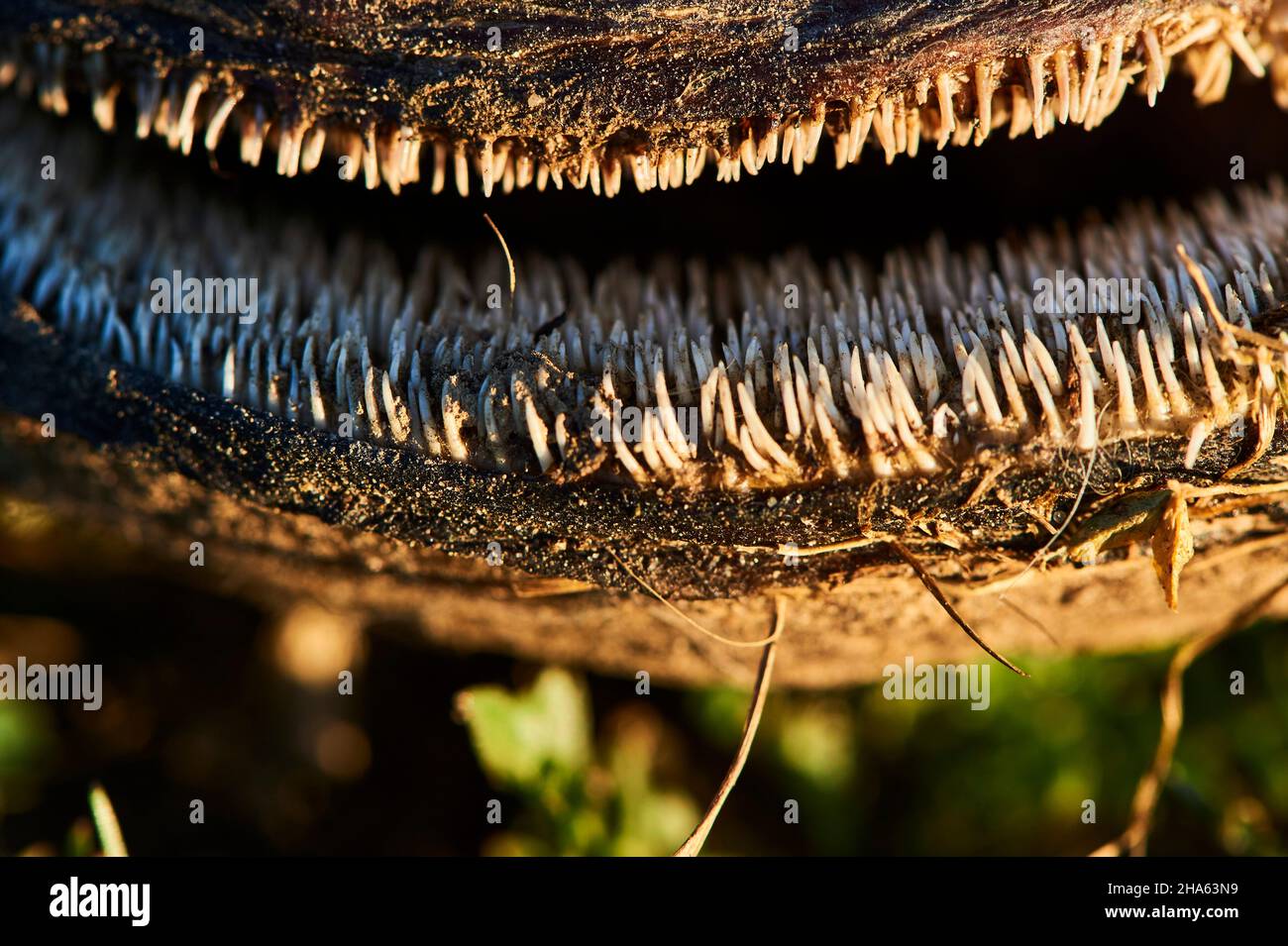 dead european catfish (silurus glanis) lies next to a road near the ...