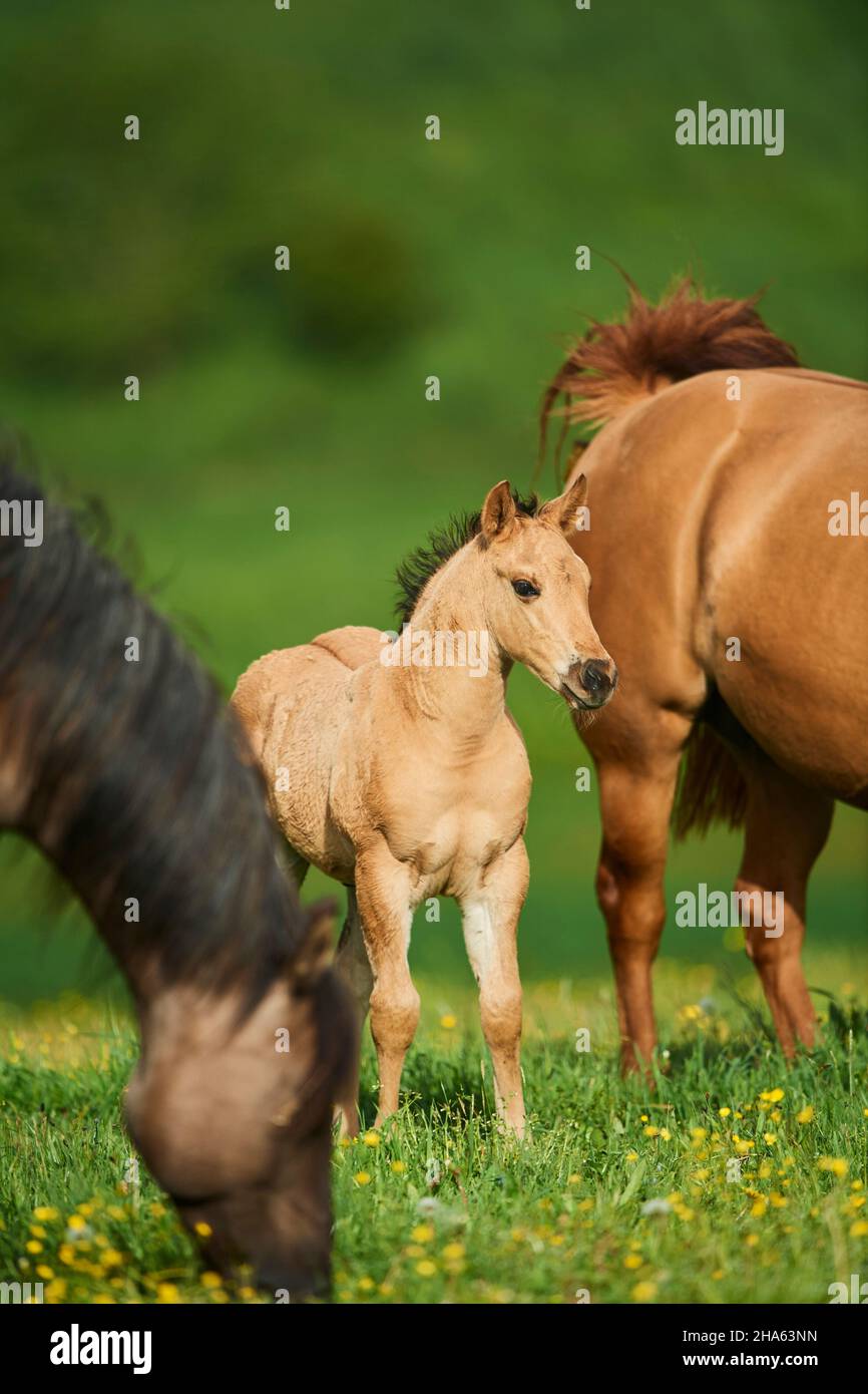 domestic horse (equus caballus),american quarter horse,foal,paddock ...