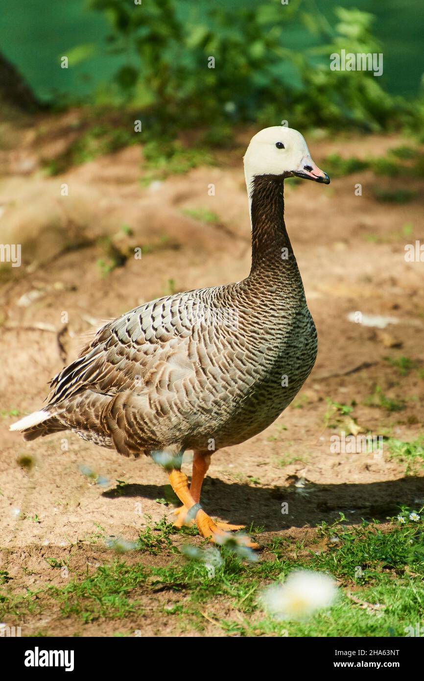 goose walks in a meadow,captive,bavaria,germany Stock Photo - Alamy