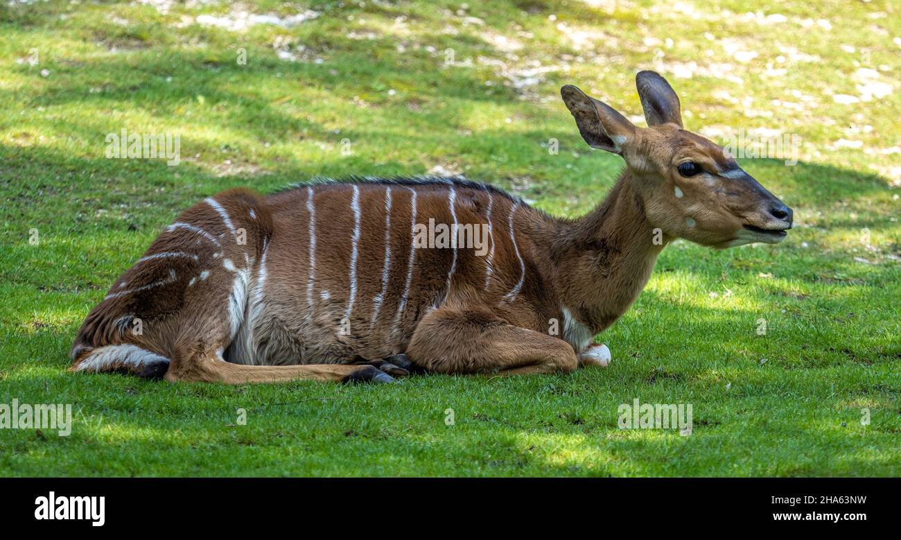 The nyala, Tragelaphus angasii is a spiral-horned antelope native to ...