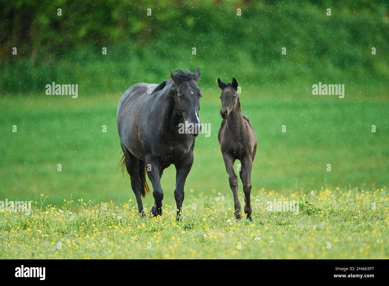 domestic horse (equus caballus),american quarter horse,foal,paddock ...