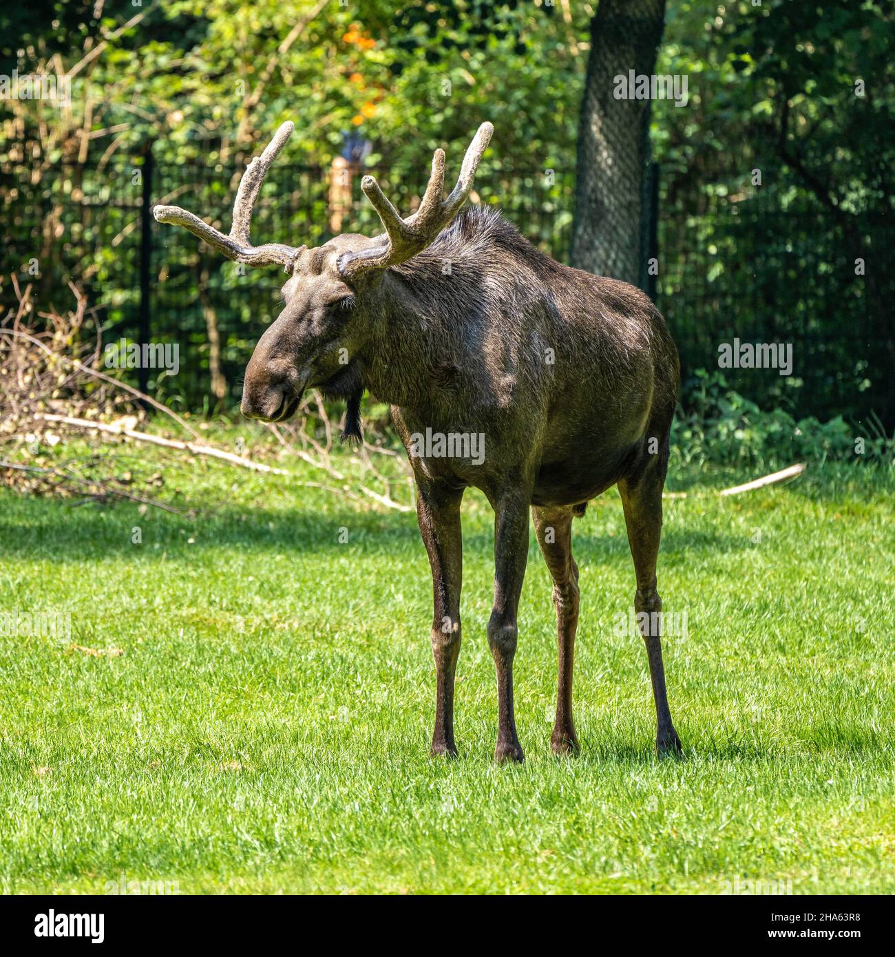 European Moose, Alces alces, also known as the elk. Wild life animal ...