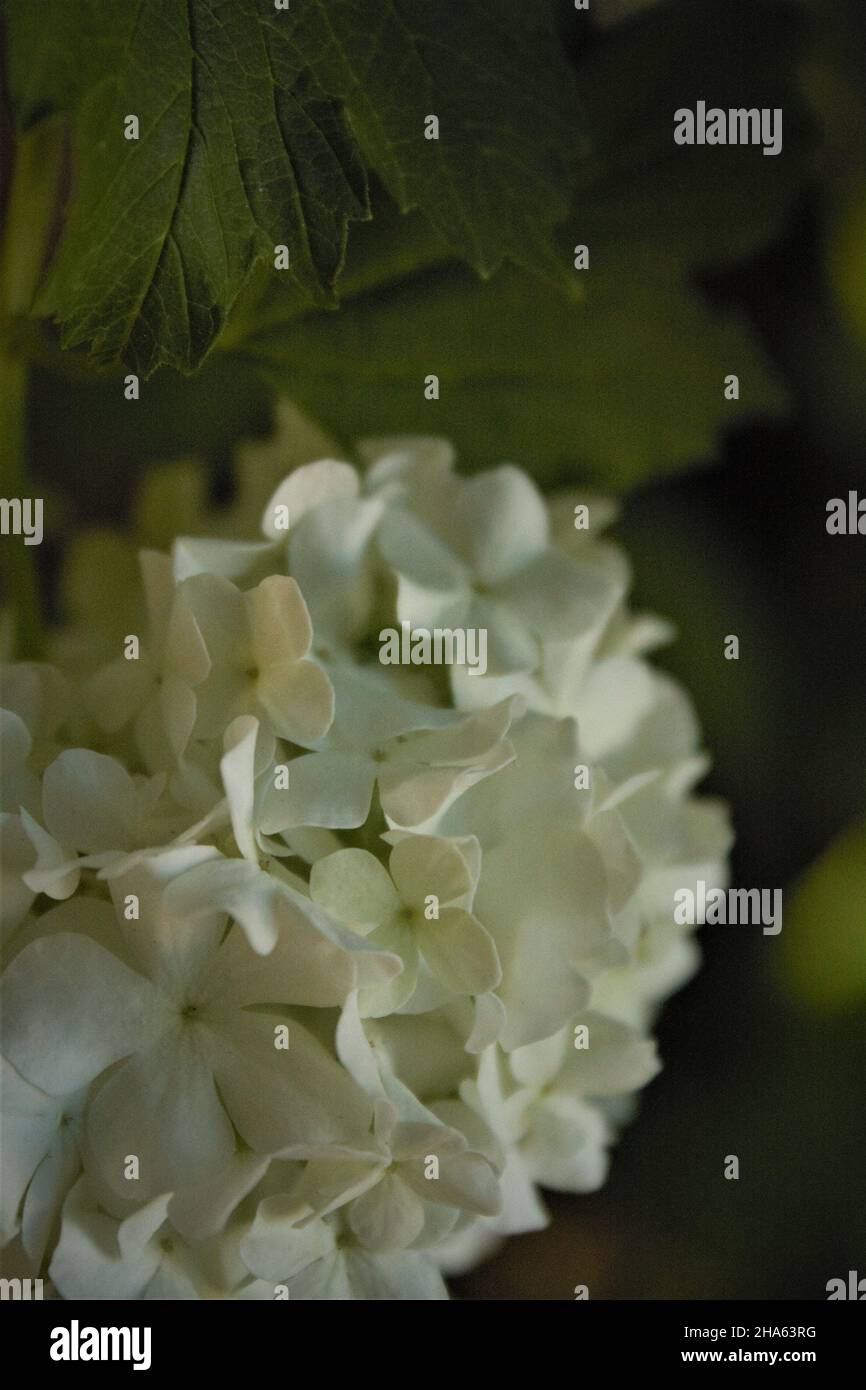 Blossoms of the Snowball tree (Viburnum opulus), also known as Cramp ...