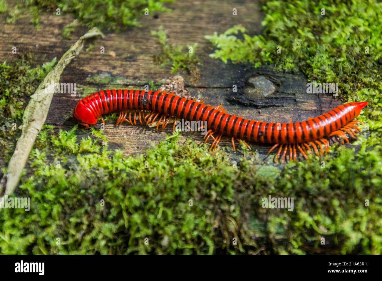 Red millipede borneo hi-res stock photography and images - Alamy