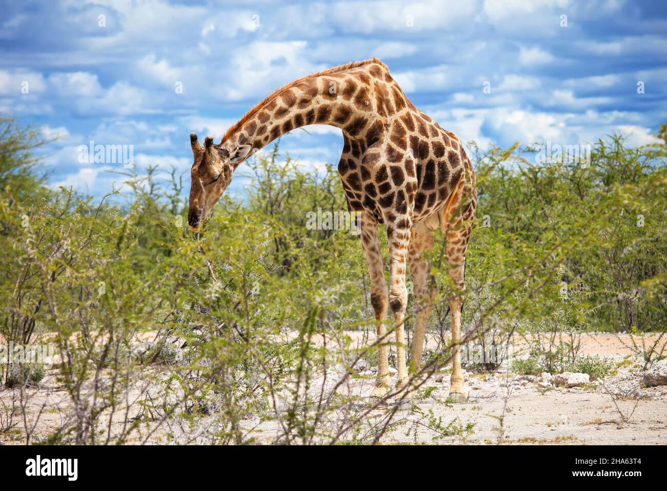 Giraffe in a savanna of Southern Africa Stock Photo - Alamy