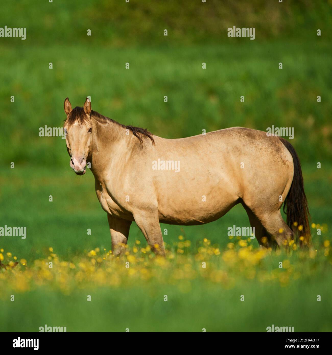 domestic horse (equus caballus),american quarter horse,paddock,standing ...