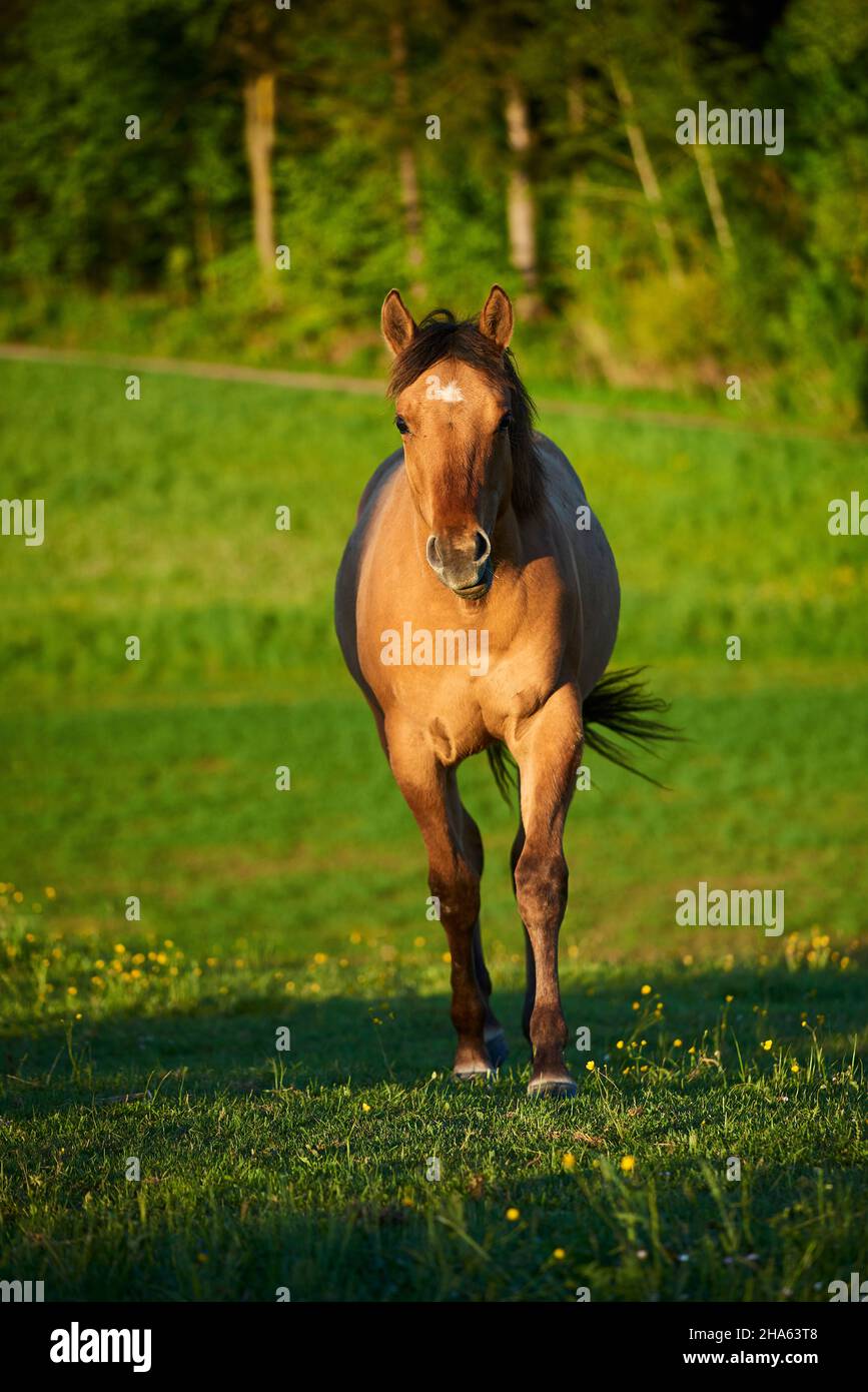 domestic horse (equus caballus),american quarter horse,paddock,standing ...