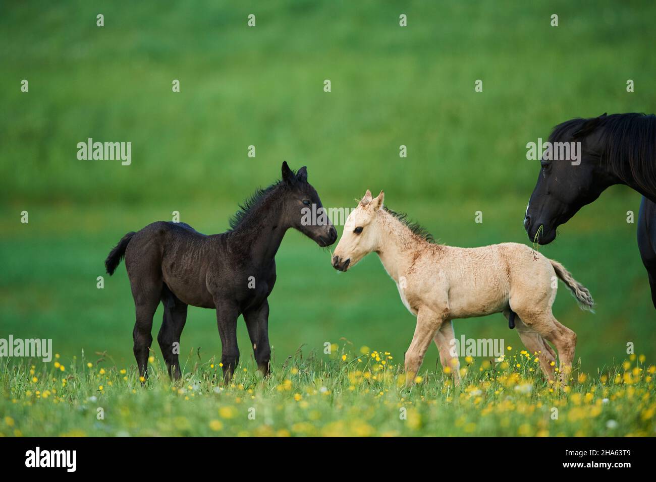 domestic horse (equus caballus),american quarter horse,foal,paddock ...