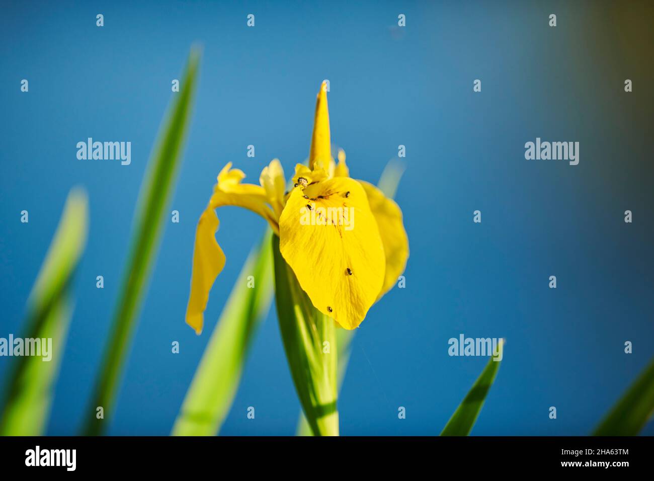 Iris pseudacorus yellow iris hi-res stock photography and images - Alamy