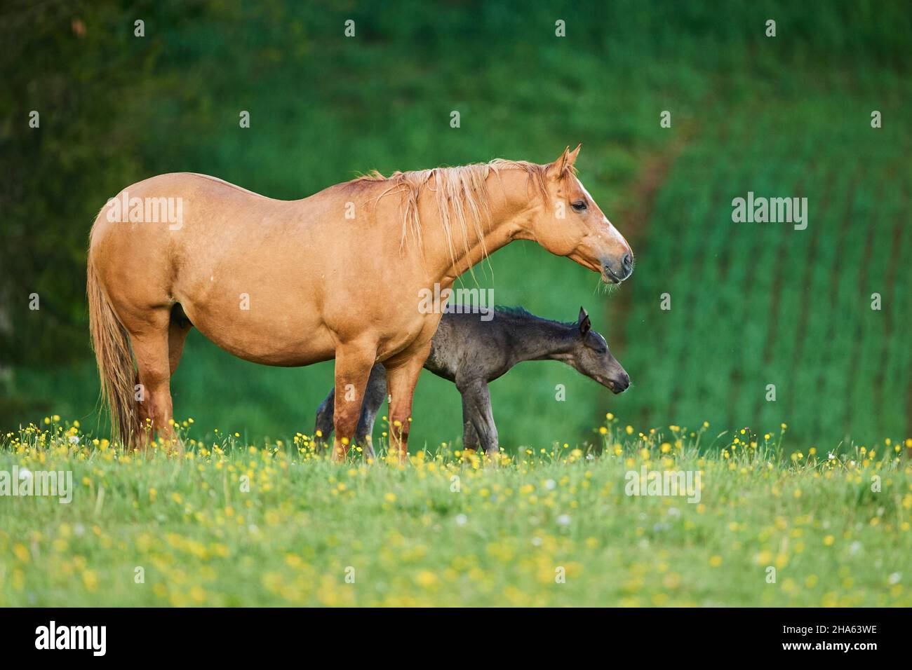domestic horse (equus caballus),american quarter horse,foal,paddock ...