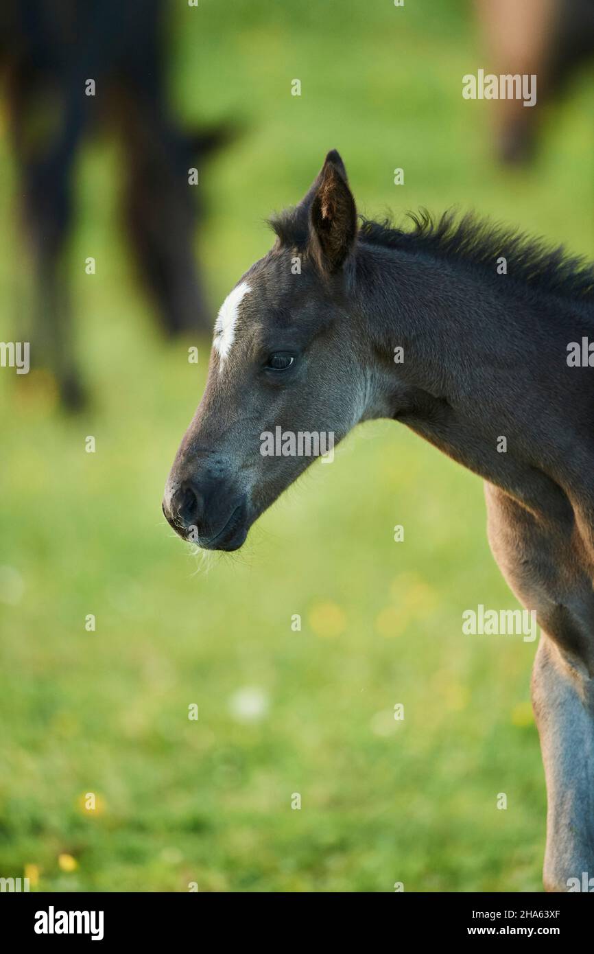 domestic horse (equus caballus),american quarter horse,foal,paddock ...