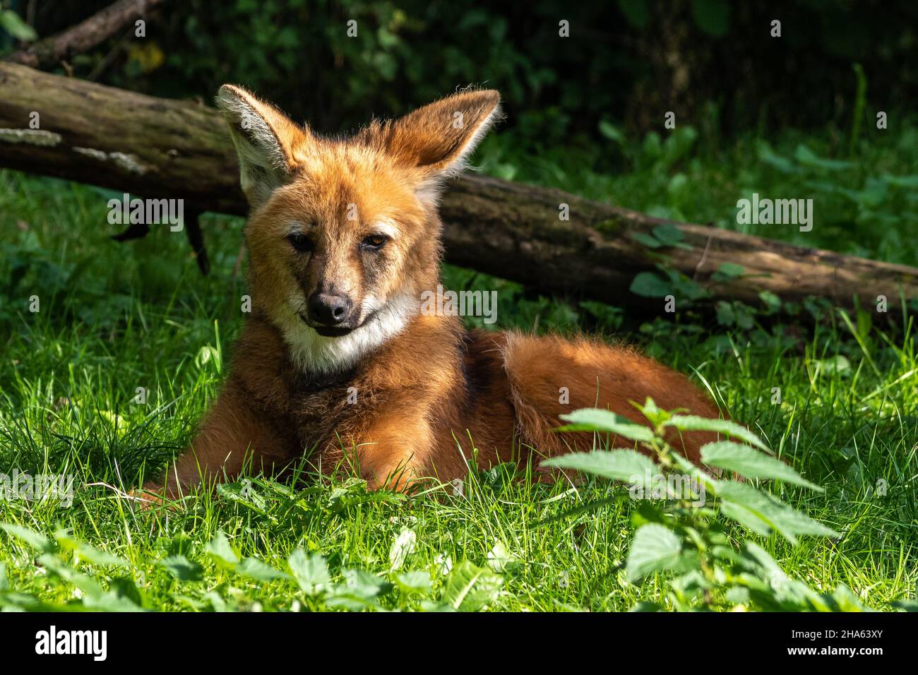 The Maned Wolf, Chrysocyon brachyurus is the largest canid of South America. This mammal lives ...