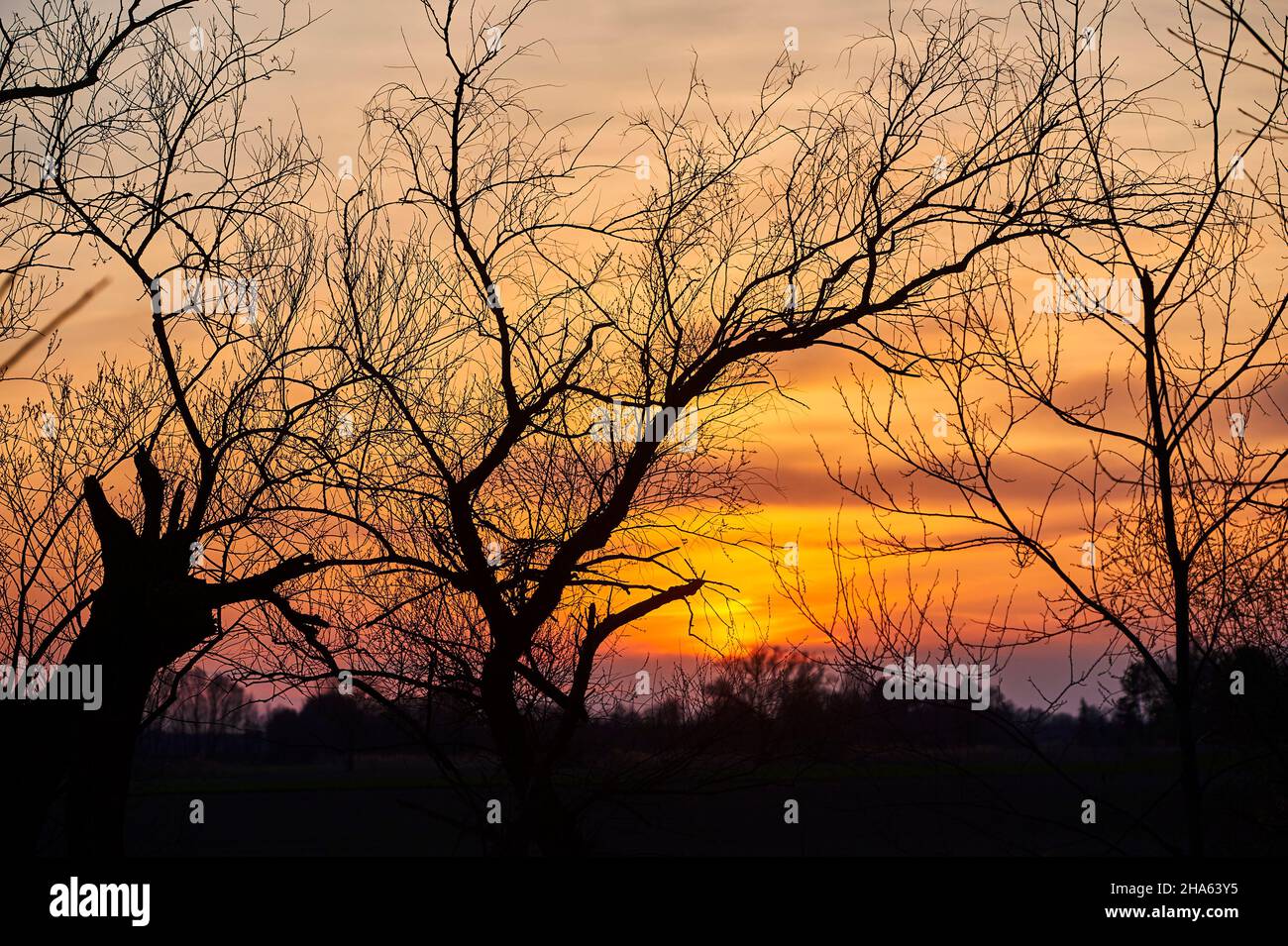 Broken willow salix fragilis in winter at sunset hi-res stock ...