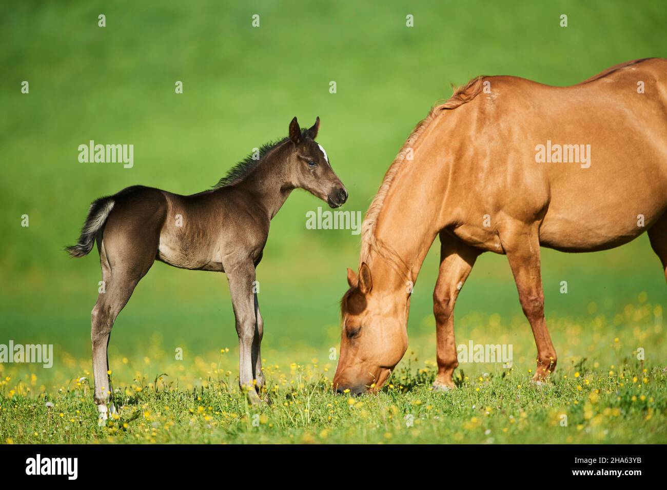 domestic horse (equus caballus),american quarter horse,foal,paddock ...