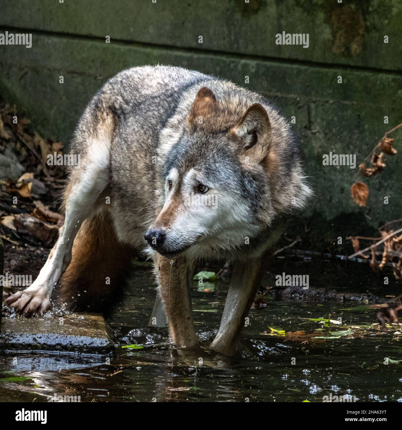 The wolf, Canis lupus, also known as the grey wolf or timber wolf is a ...