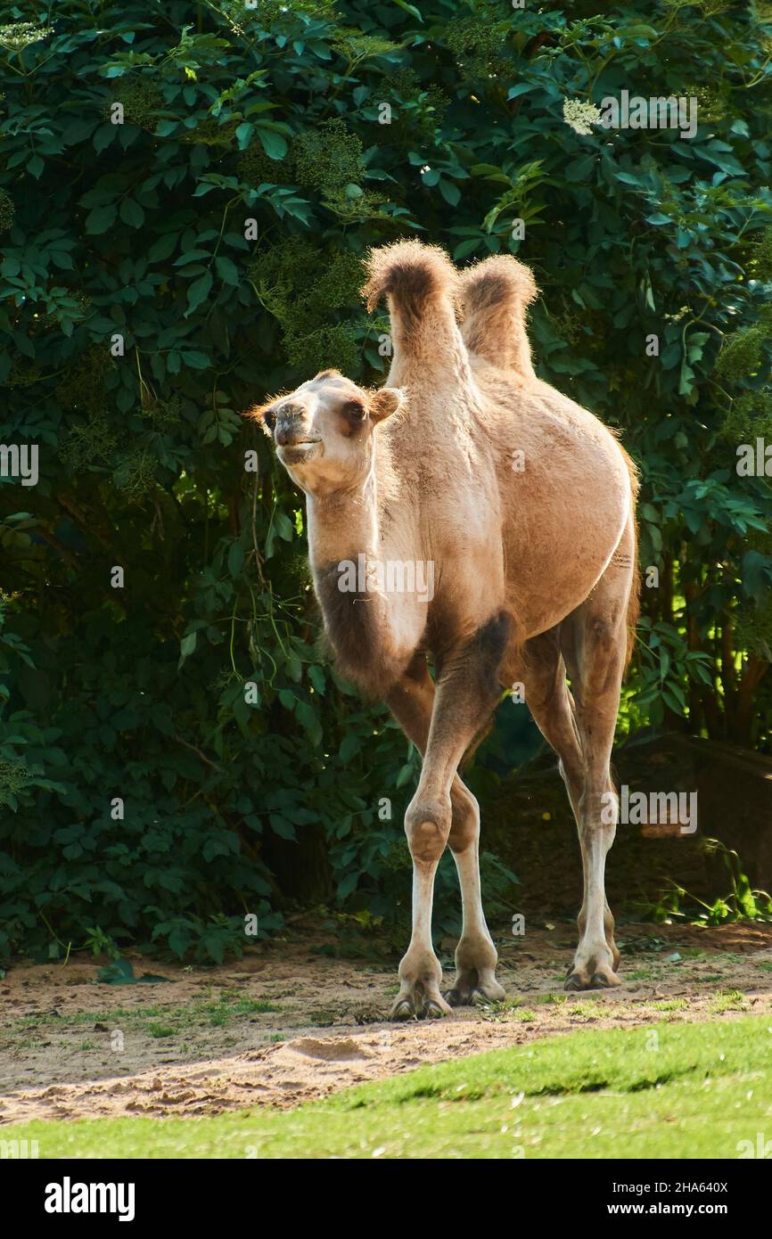 bactrian camel (camelus ferus),steppe,frontal,running Stock Photo - Alamy