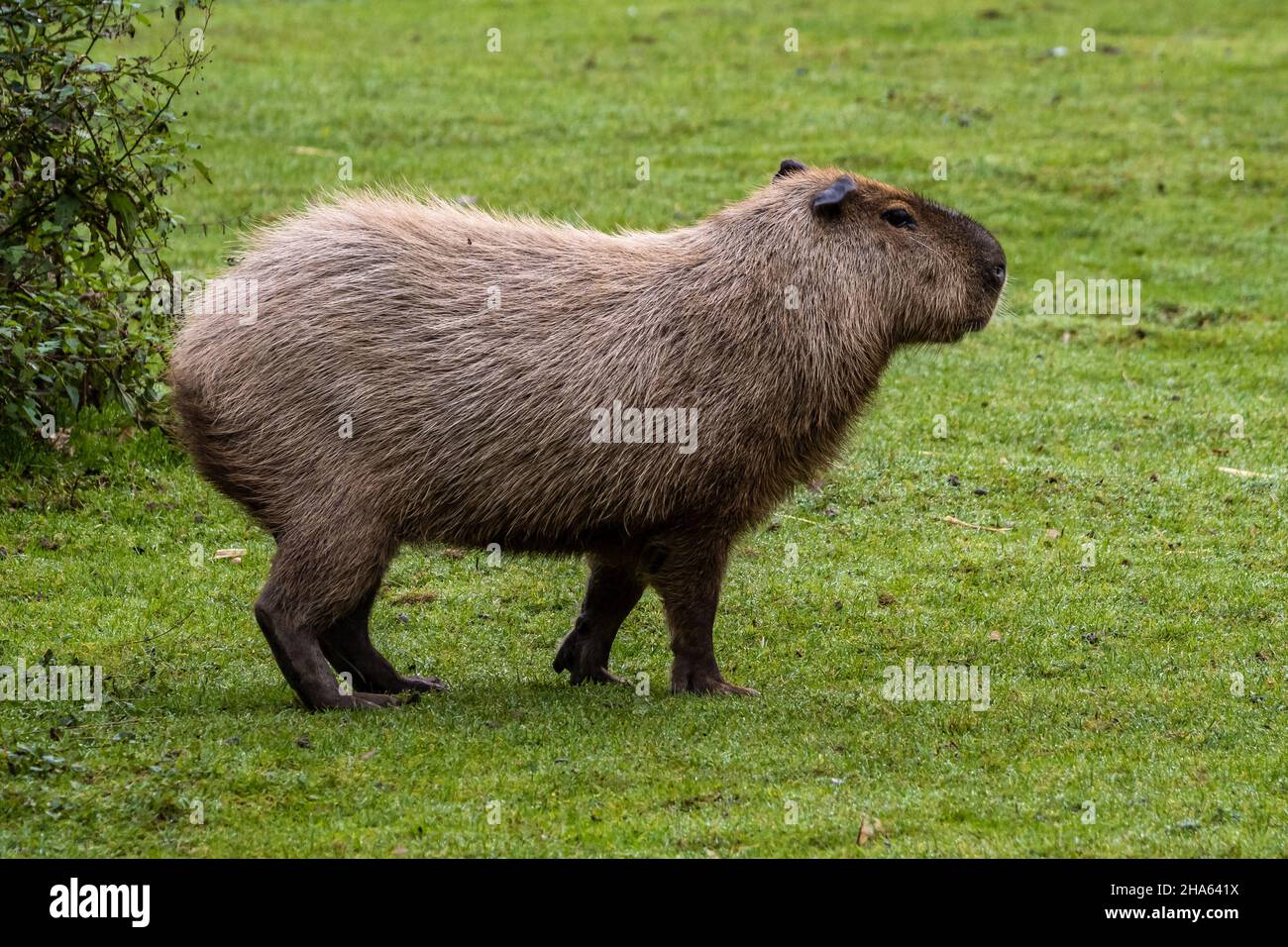 The capybara, Hydrochoerus hydrochaeris is a mammal native to South ...