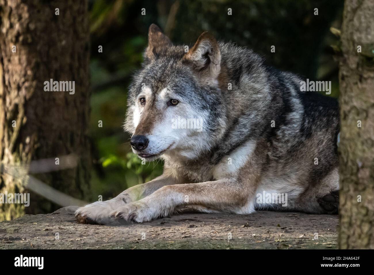 The wolf, Canis lupus, also known as the grey wolf or timber wolf is a canine native to the ...