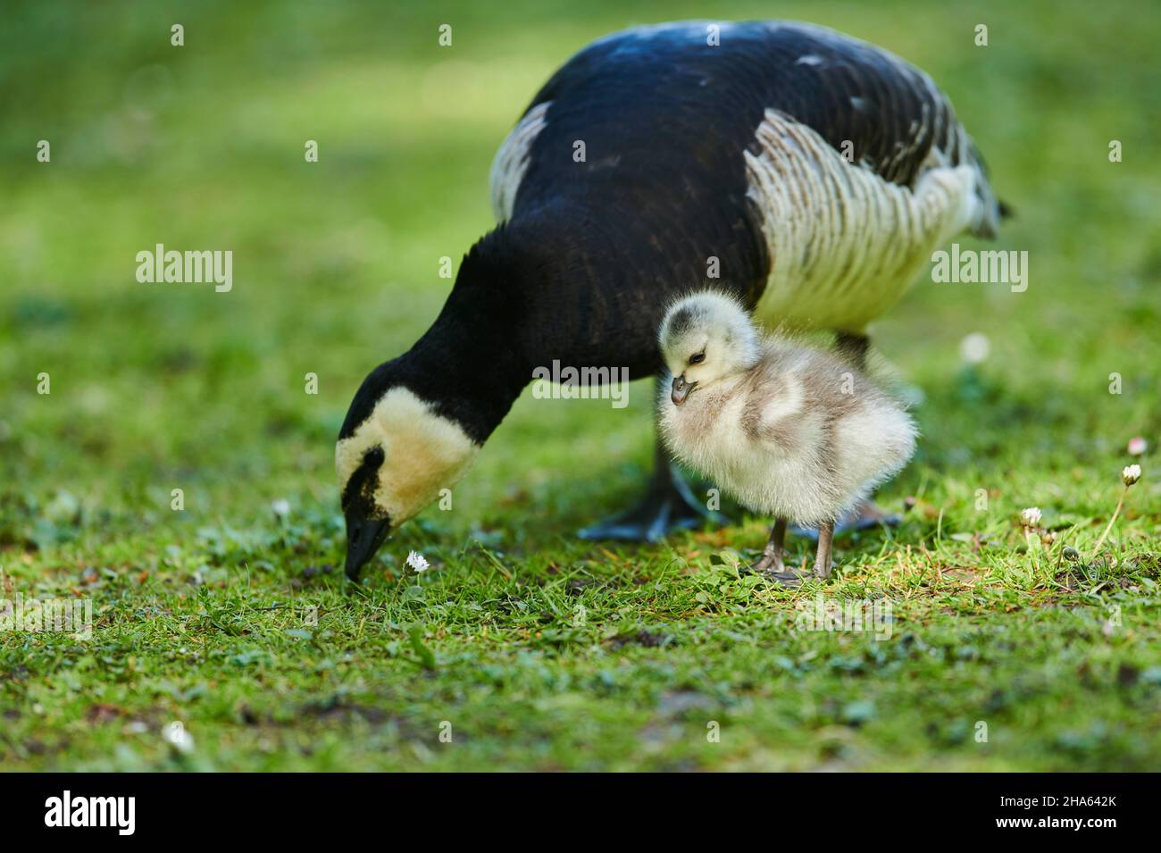 barnacle goose (branta leucopsis) mother with her chick in a meadow ...