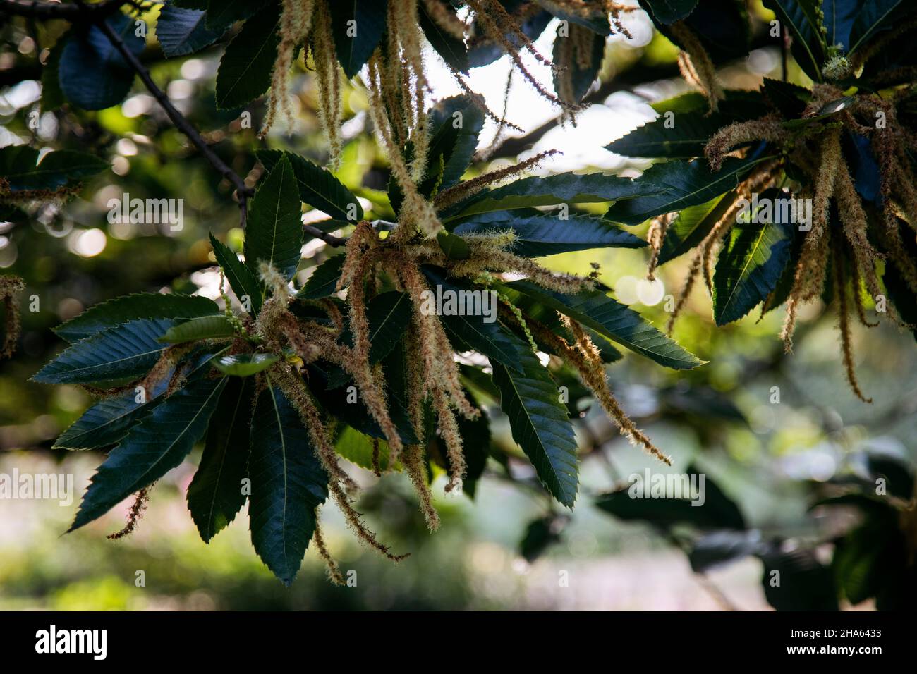 sweet chestnut blossoms Stock Photo - Alamy
