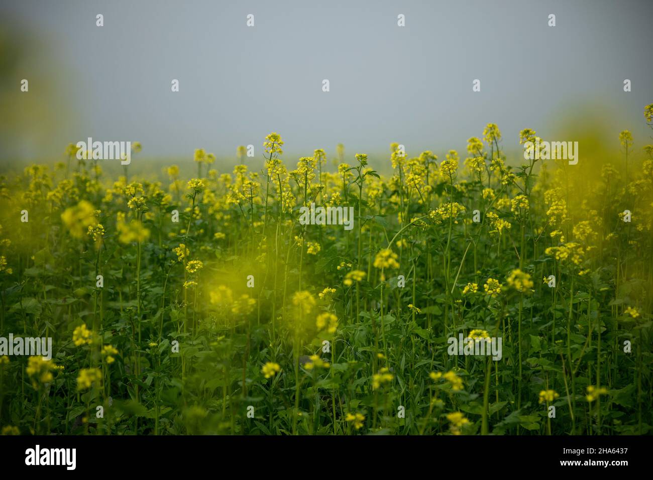 Fog and mustard field hi-res stock photography and images - Alamy