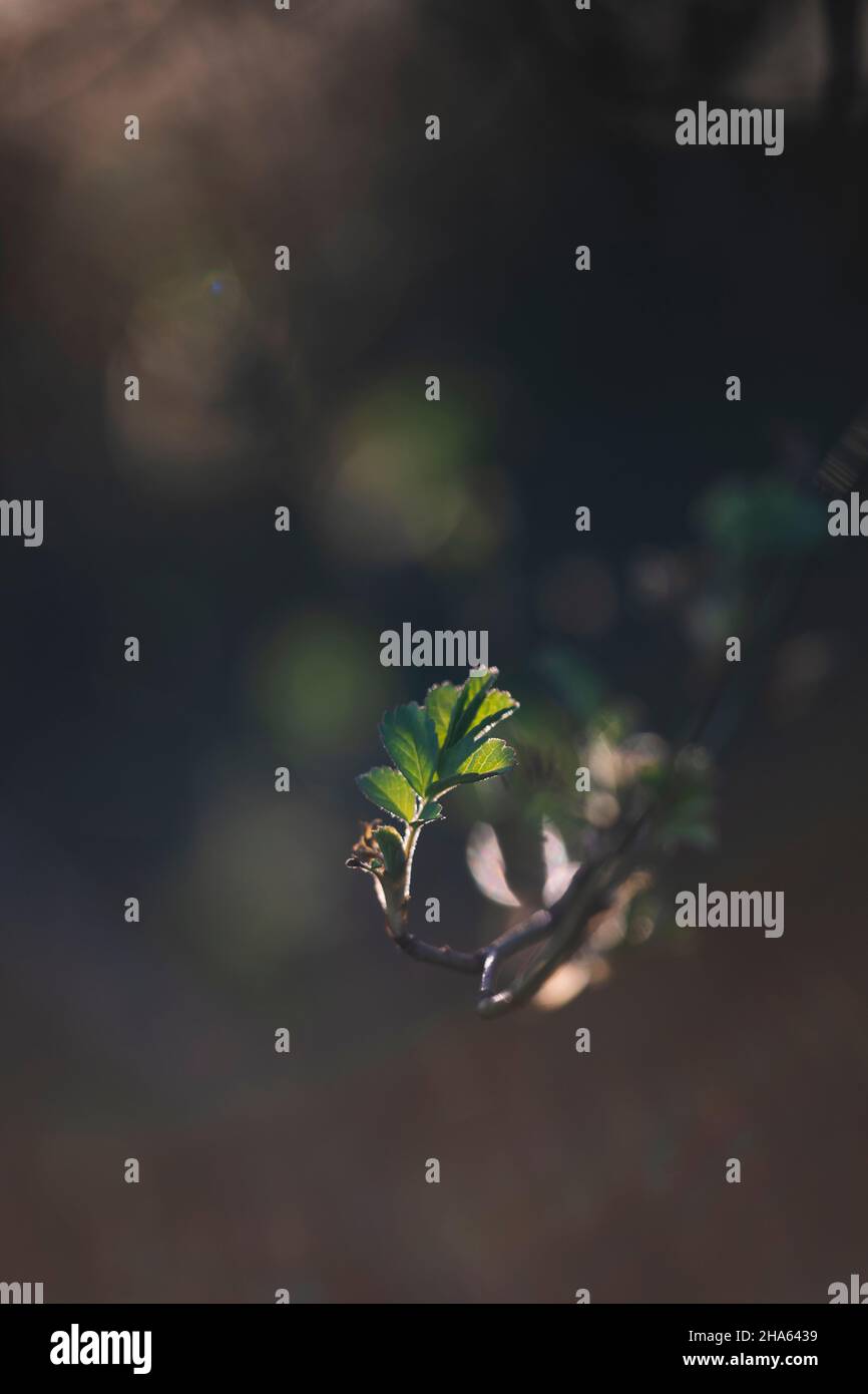 Rowanberry hi-res stock photography and images - Alamy