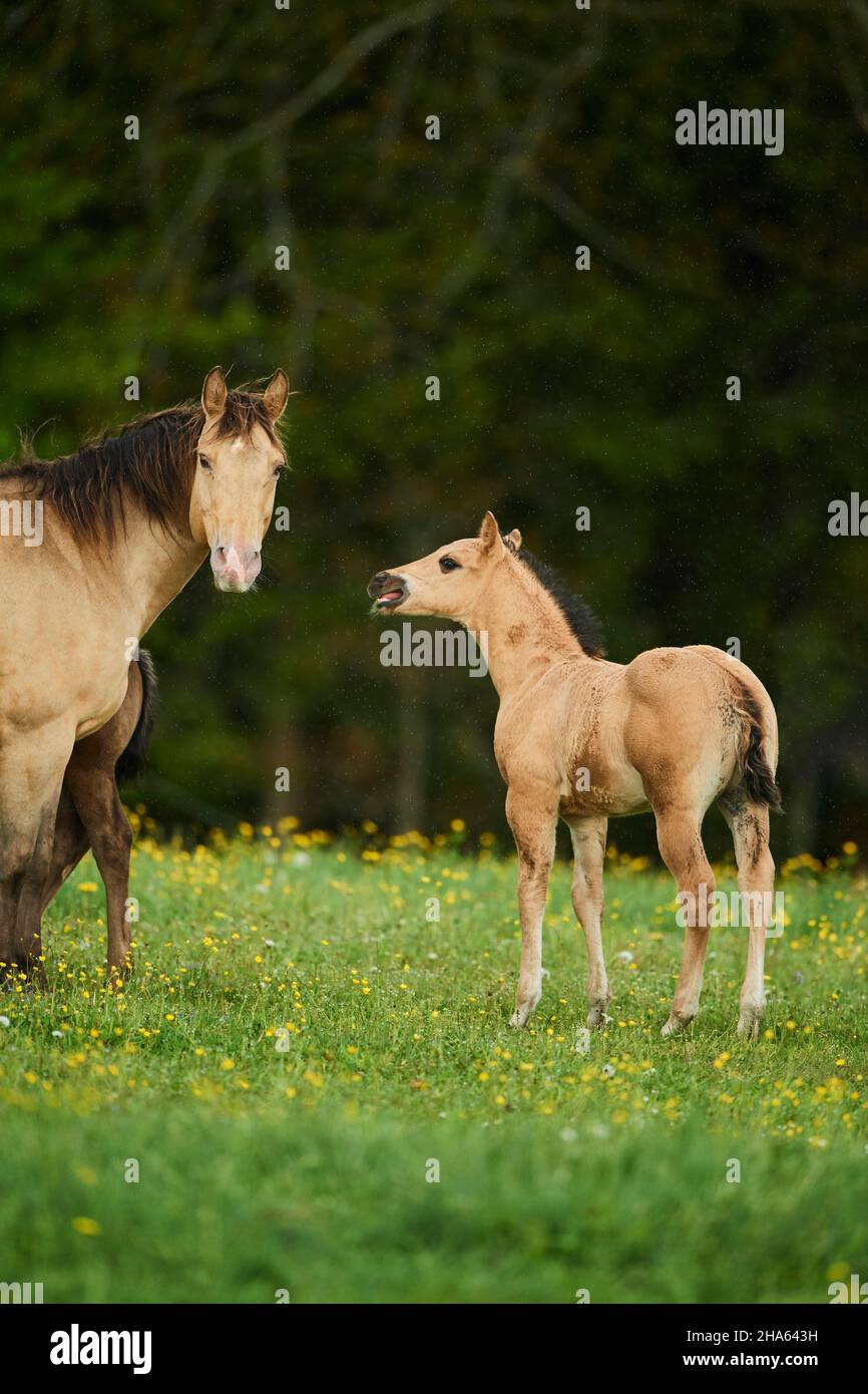 domestic horse (equus caballus),american quarter horse,foal,paddock ...