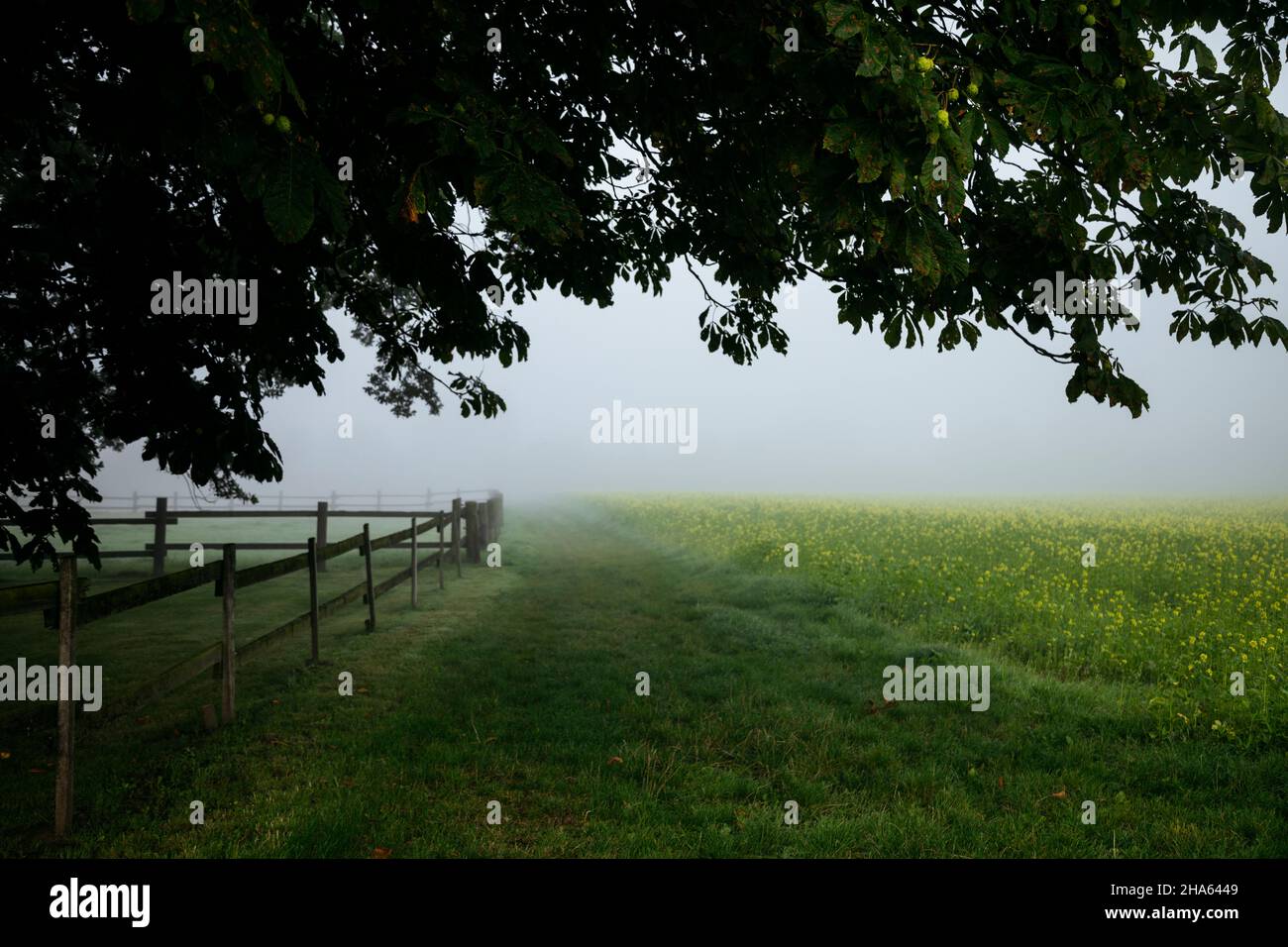 Mustard plant sky hi-res stock photography and images - Alamy