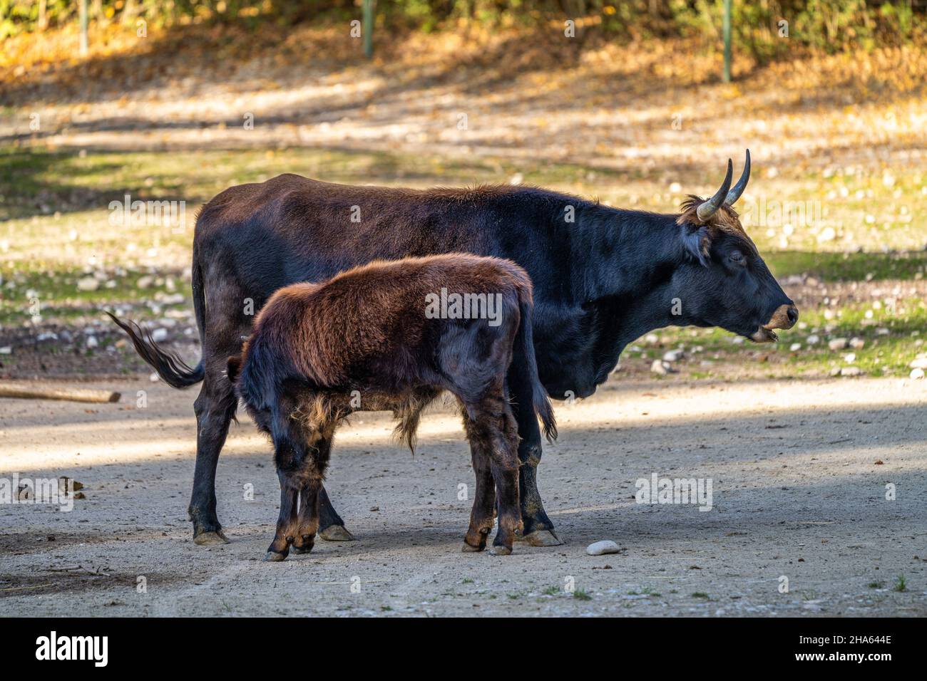 Heck cattle, Bos primigenius taurus, claimed to resemble the extinct ...