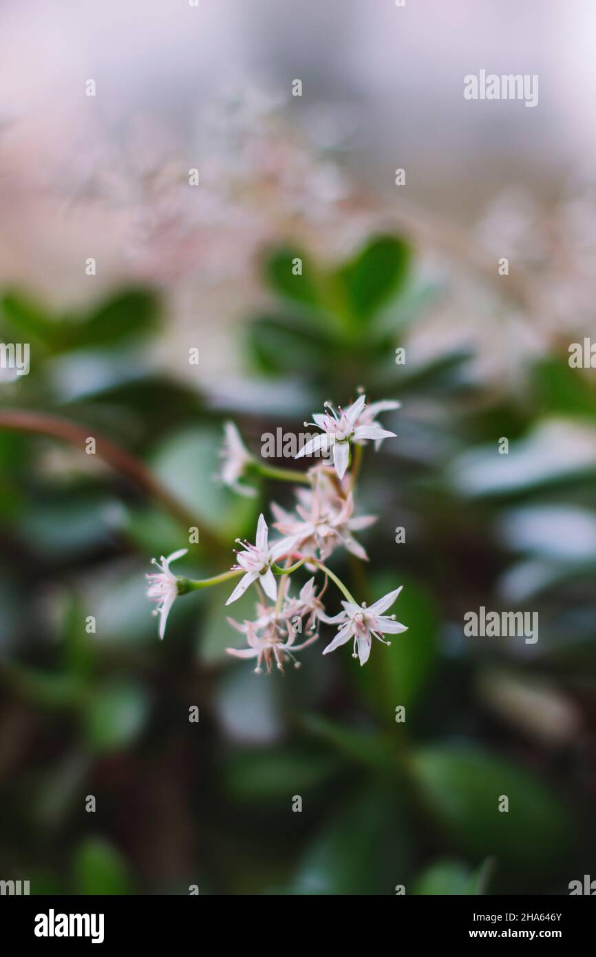 Penny plant hi-res stock photography and images - Alamy