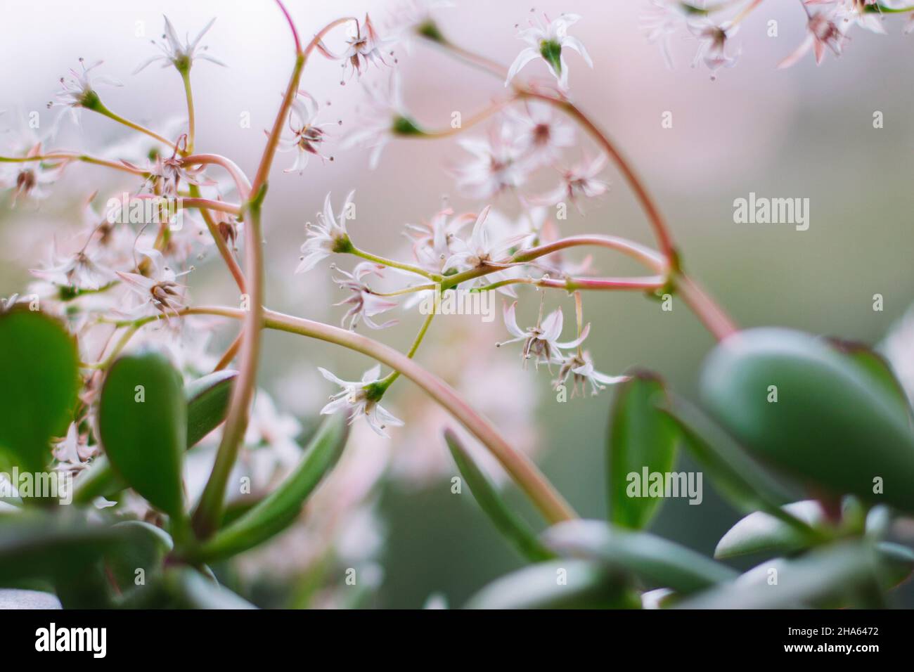Penny tree hi-res stock photography and images - Alamy
