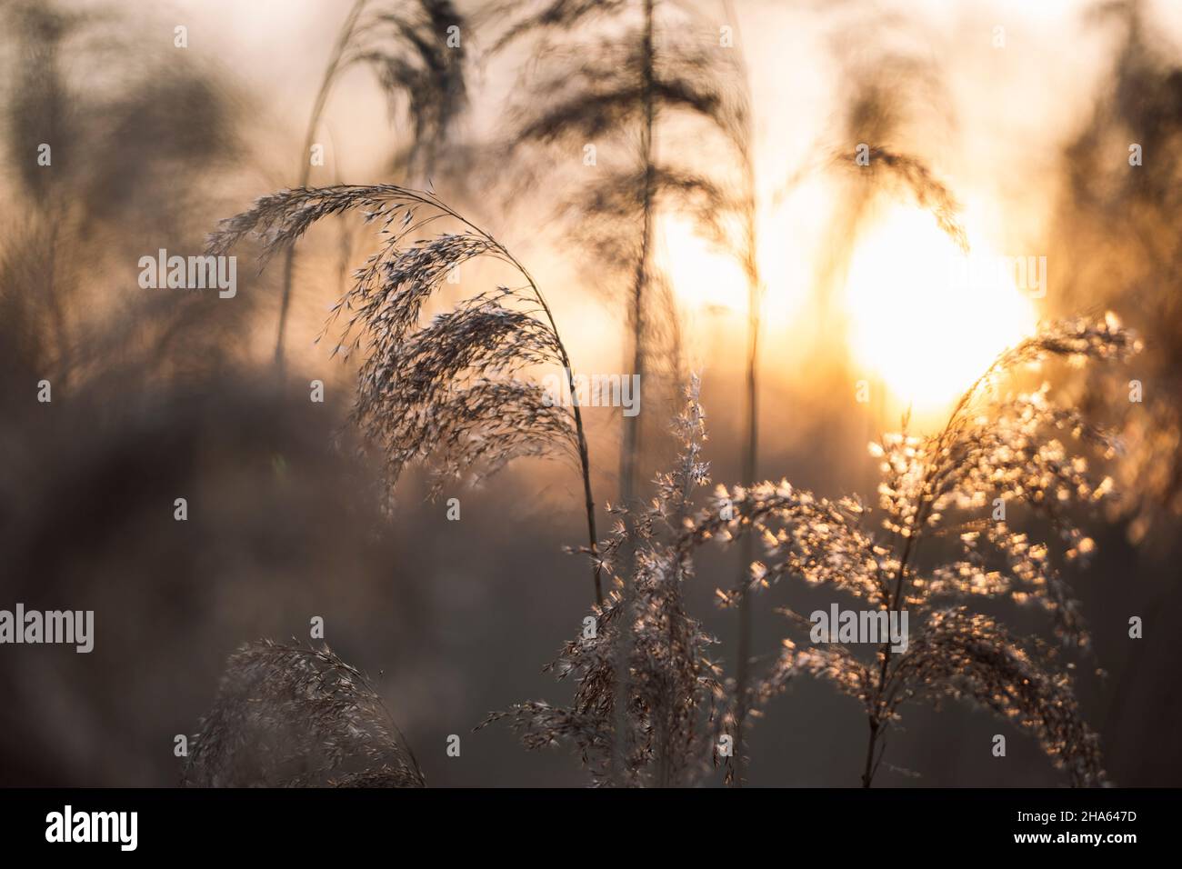 Backlight reeds hi-res stock photography and images - Alamy
