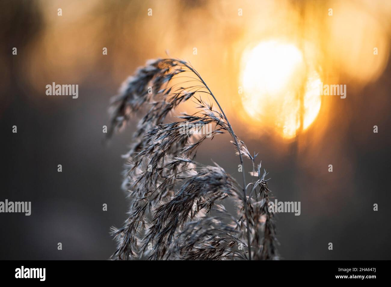 Backlight reeds hi-res stock photography and images - Alamy