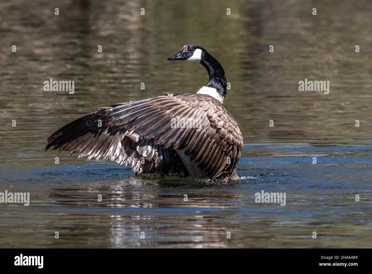 The Canada Goose, Branta canadensis at a Lake near Munich in Germany ...