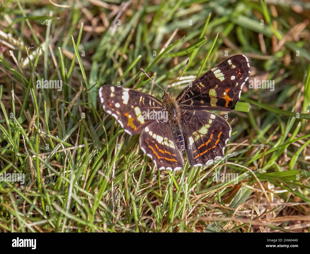 The nature of Poland, Polish fauna, Wild polish nature, Polish forests ...