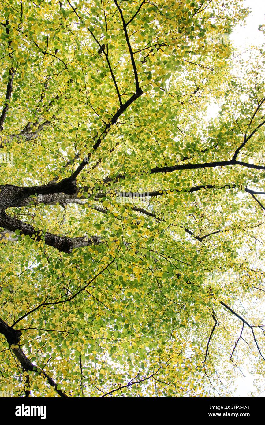 Treetop views hi-res stock photography and images - Alamy