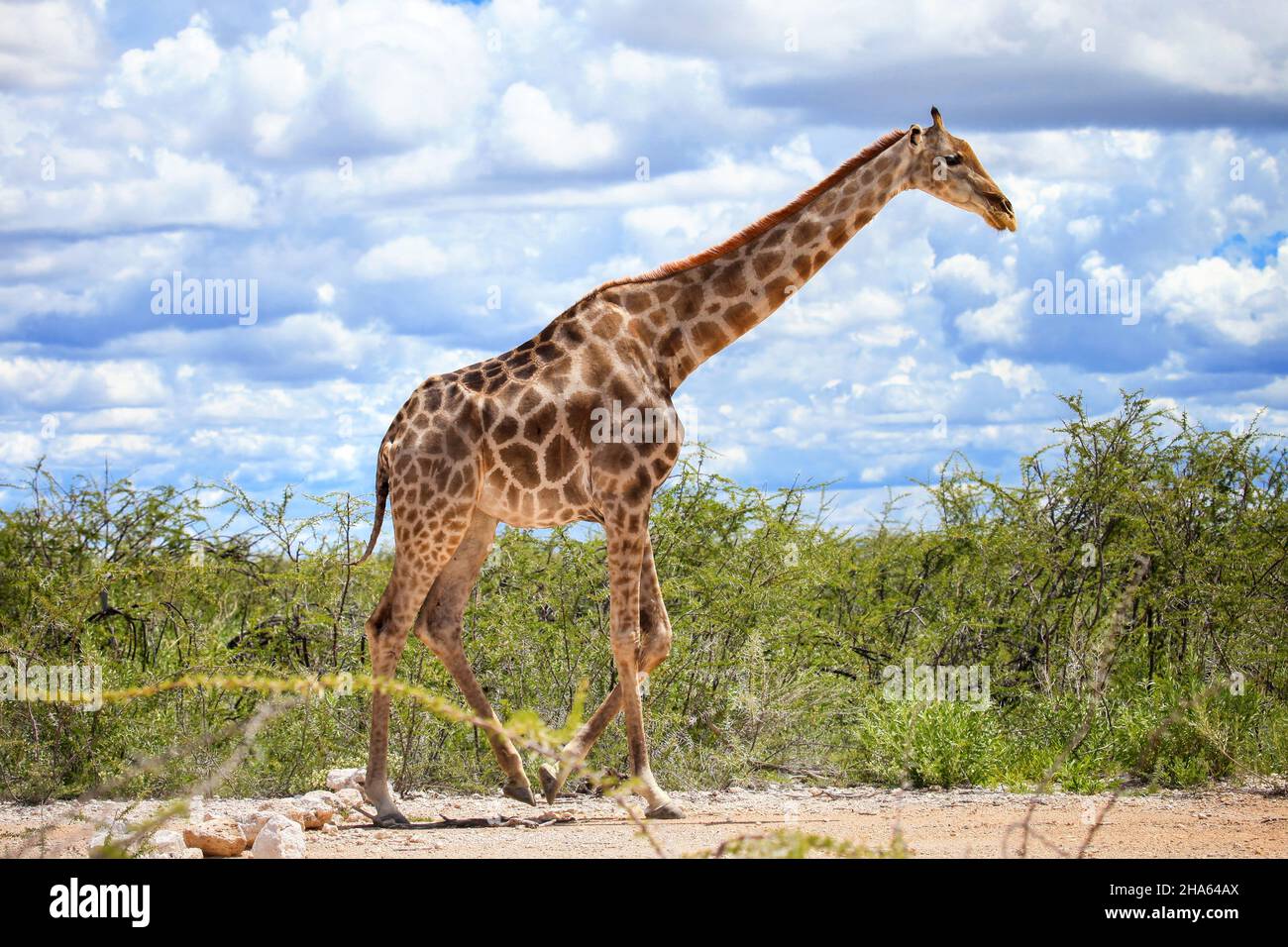 Giraffe in a savanna of Southern Africa Stock Photo - Alamy
