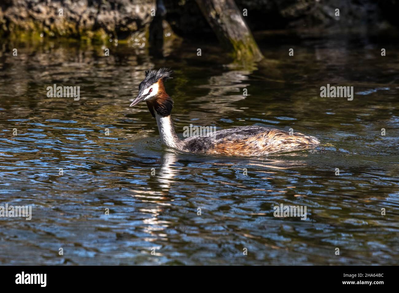 Great Crested Grebe, Podiceps cristatus with beautiful orange colors, a ...
