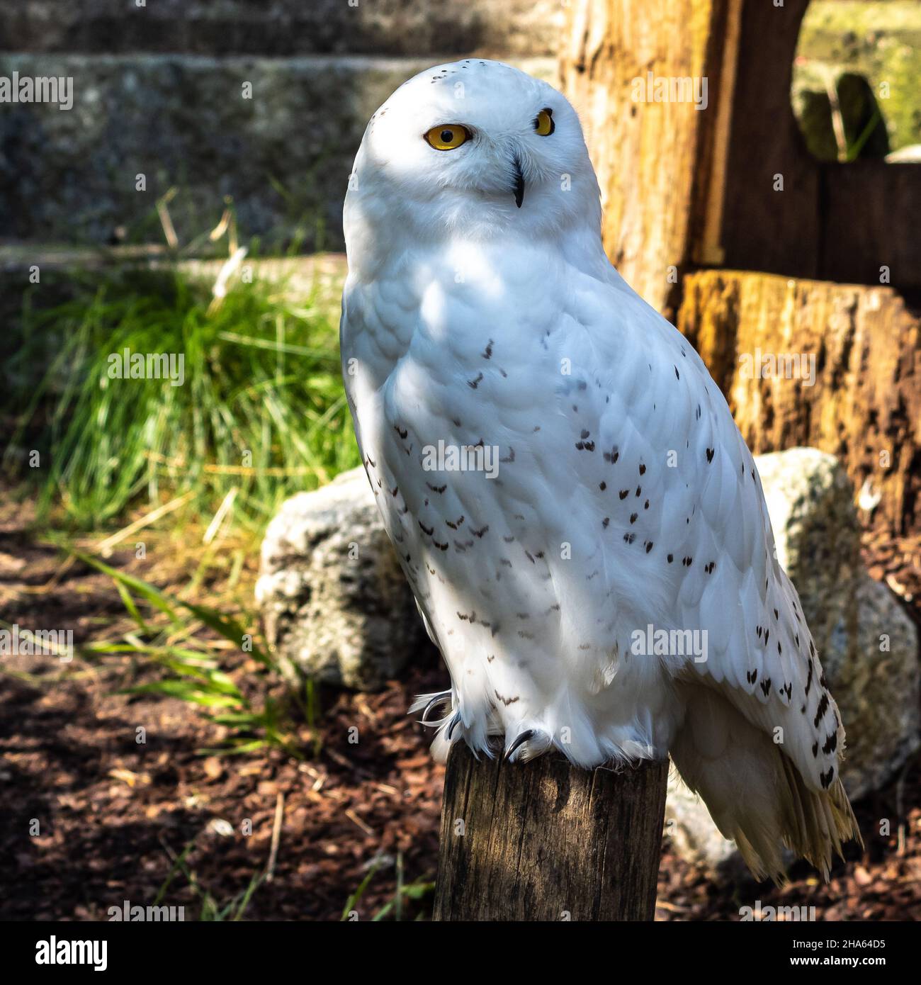 The Snowy Owl, Bubo scandiacus is a large, white owl of the typical owl ...
