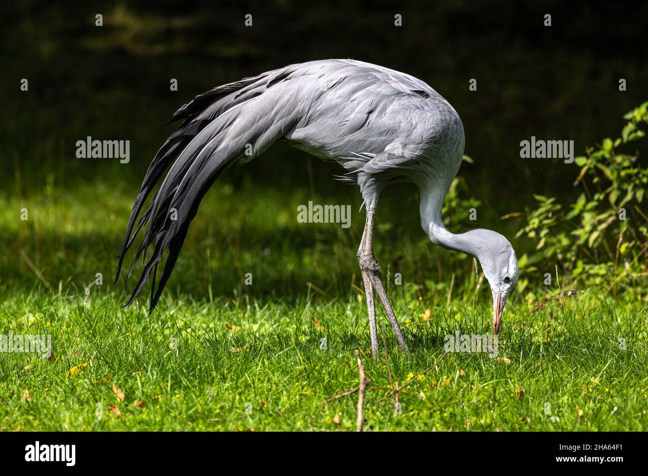 The Blue Crane, Grus paradisea, is an endangered bird specie endemic to ...