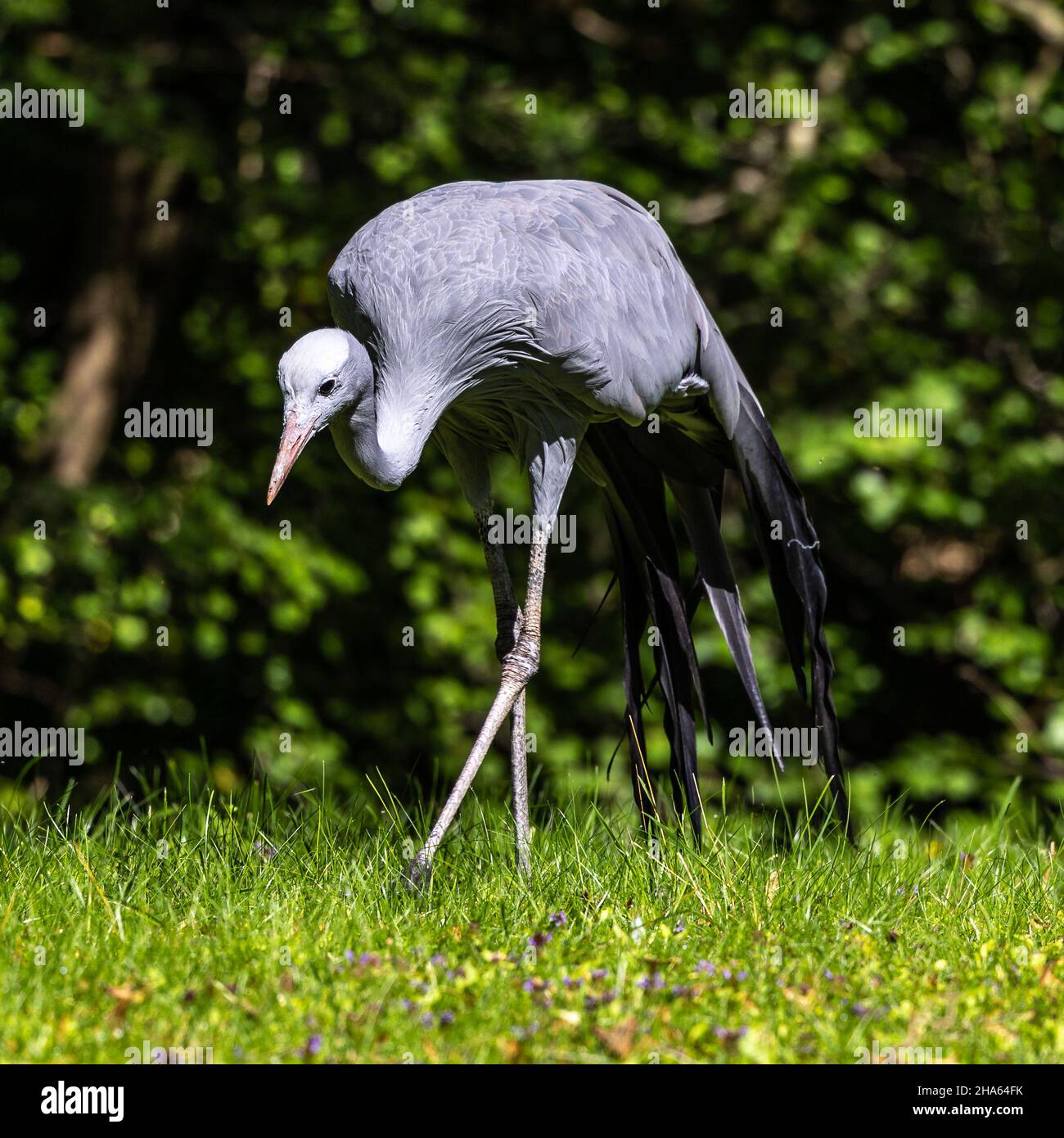The Blue Crane, Grus paradisea, is an endangered bird specie endemic to ...