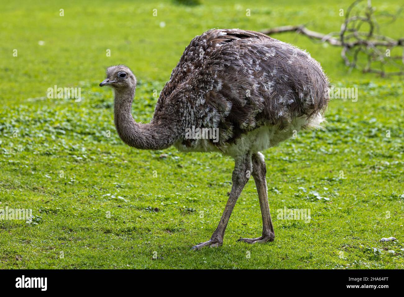 Darwin's rhea, Rhea pennata also known as the lesser rhea. It is a ...