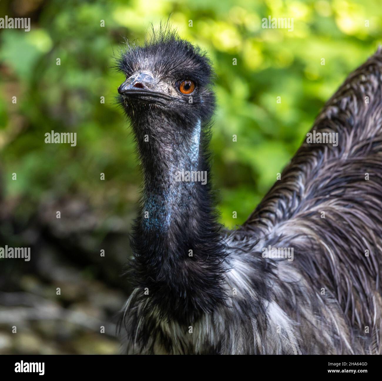 The emu, Dromaius novaehollandiae is the second-largest living bird by ...