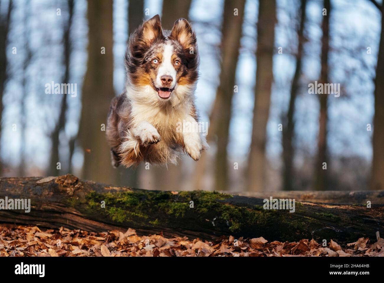 Leaping australian shepherd hi-res stock photography and images - Alamy