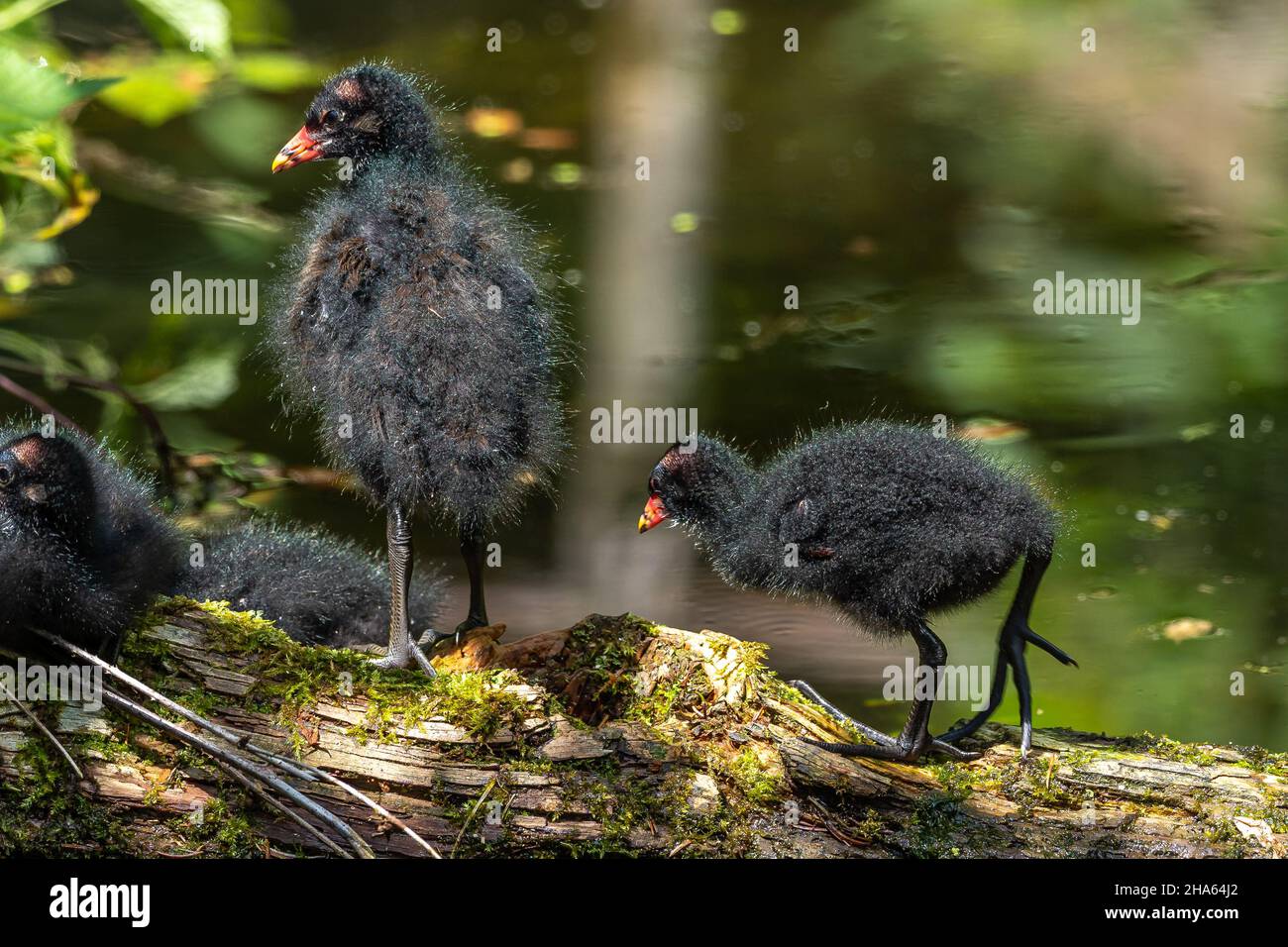 Little Common moorhen baby, Gallinula chloropus also known as the ...