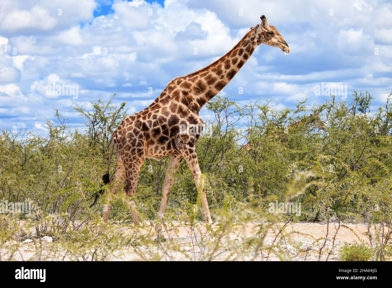 Giraffe in a savanna of Southern Africa Stock Photo - Alamy