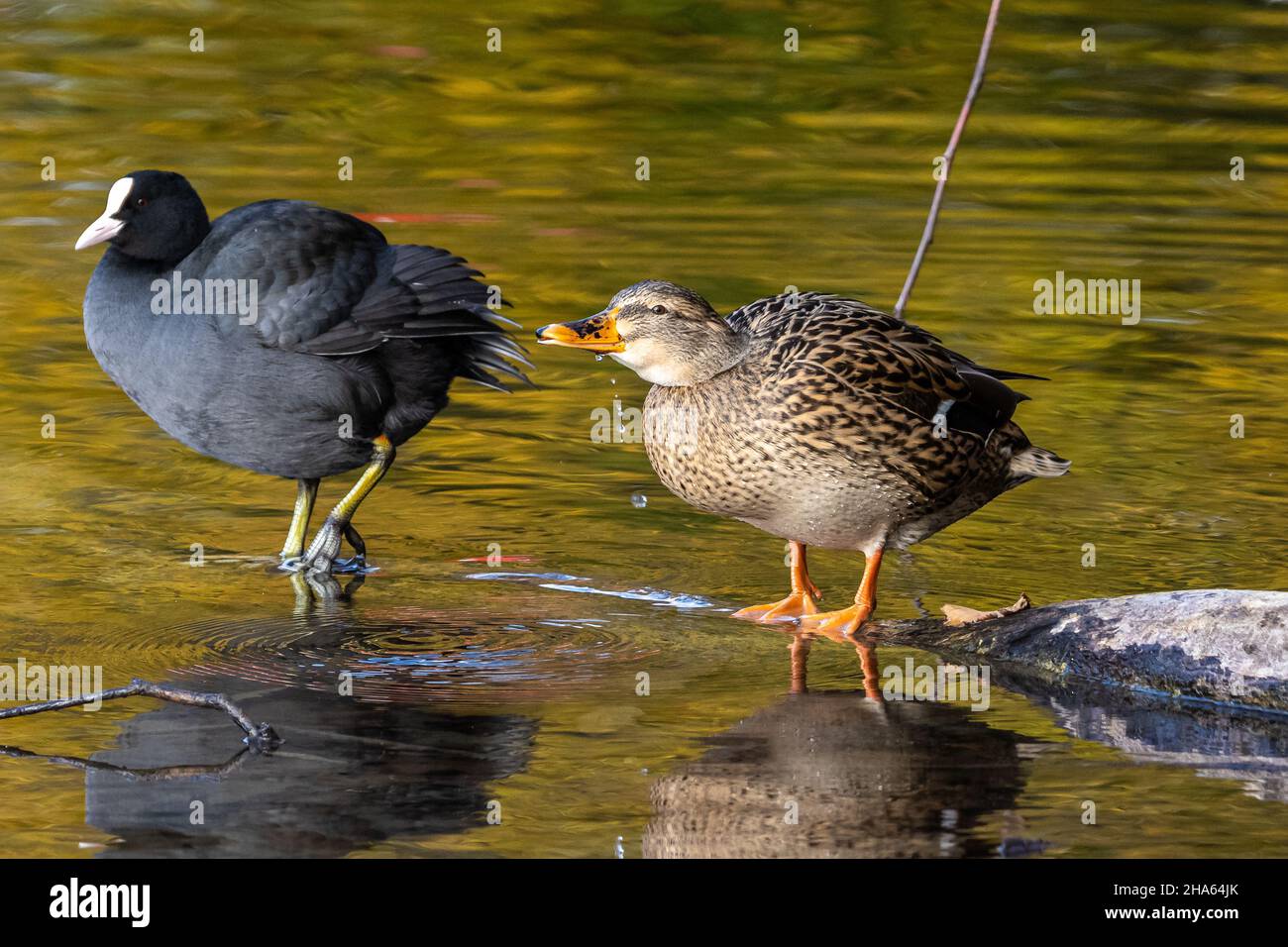 The mallard, Anas platyrhynchos is a dabbling duck. Here swimming in a ...