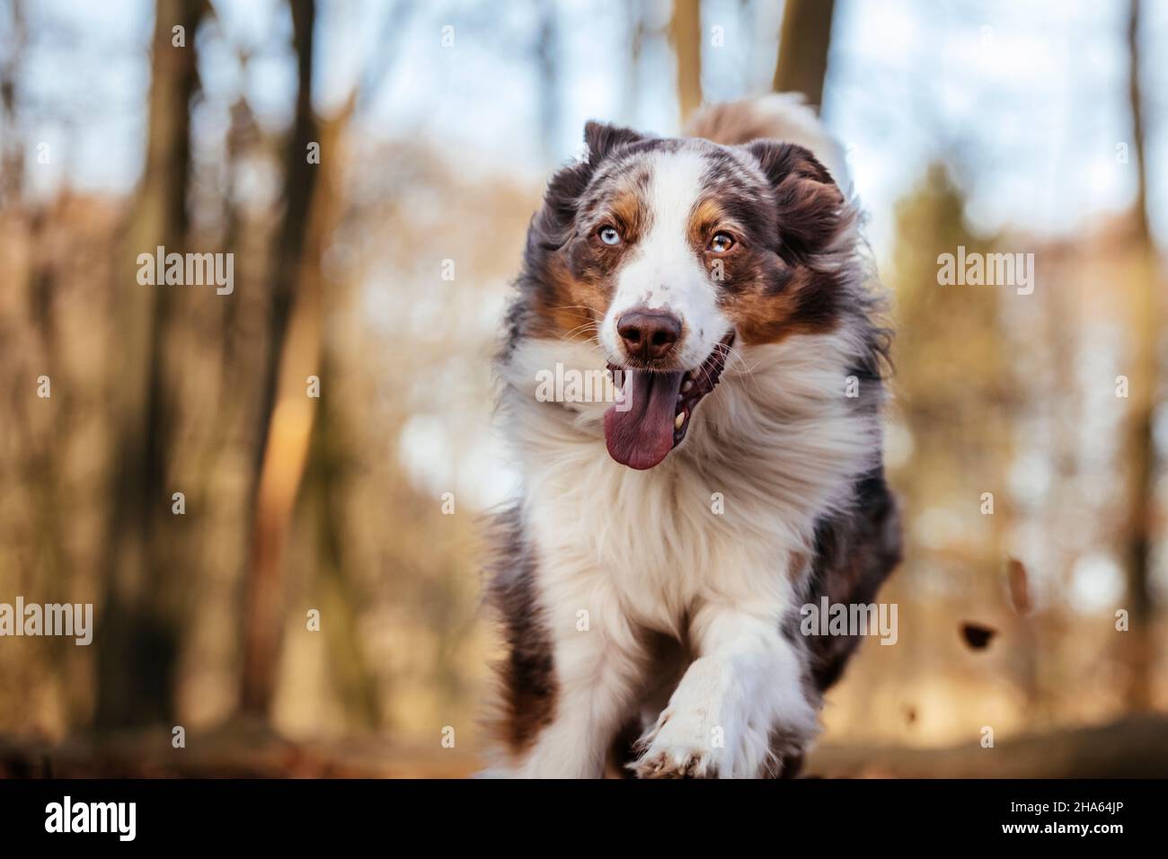 Leaping australian shepherd hi-res stock photography and images - Alamy