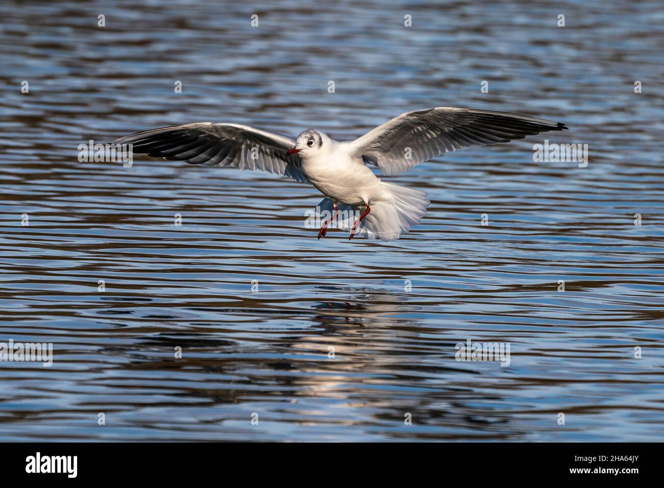 The European Herring Gull, Larus argentatus is a large gull, One of the ...